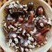 Small Shekere Cowrie Shell Rattle //jabara, Axatse, Netted Cowrie Shell ...