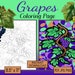 GRAPES Coloring Page, Pdf Jpg Png, GRAPEVINE SWIRLS, 8.5" X 11 ...