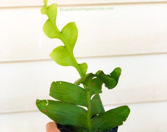 Shark Tooth Fern Cactus - Etsy