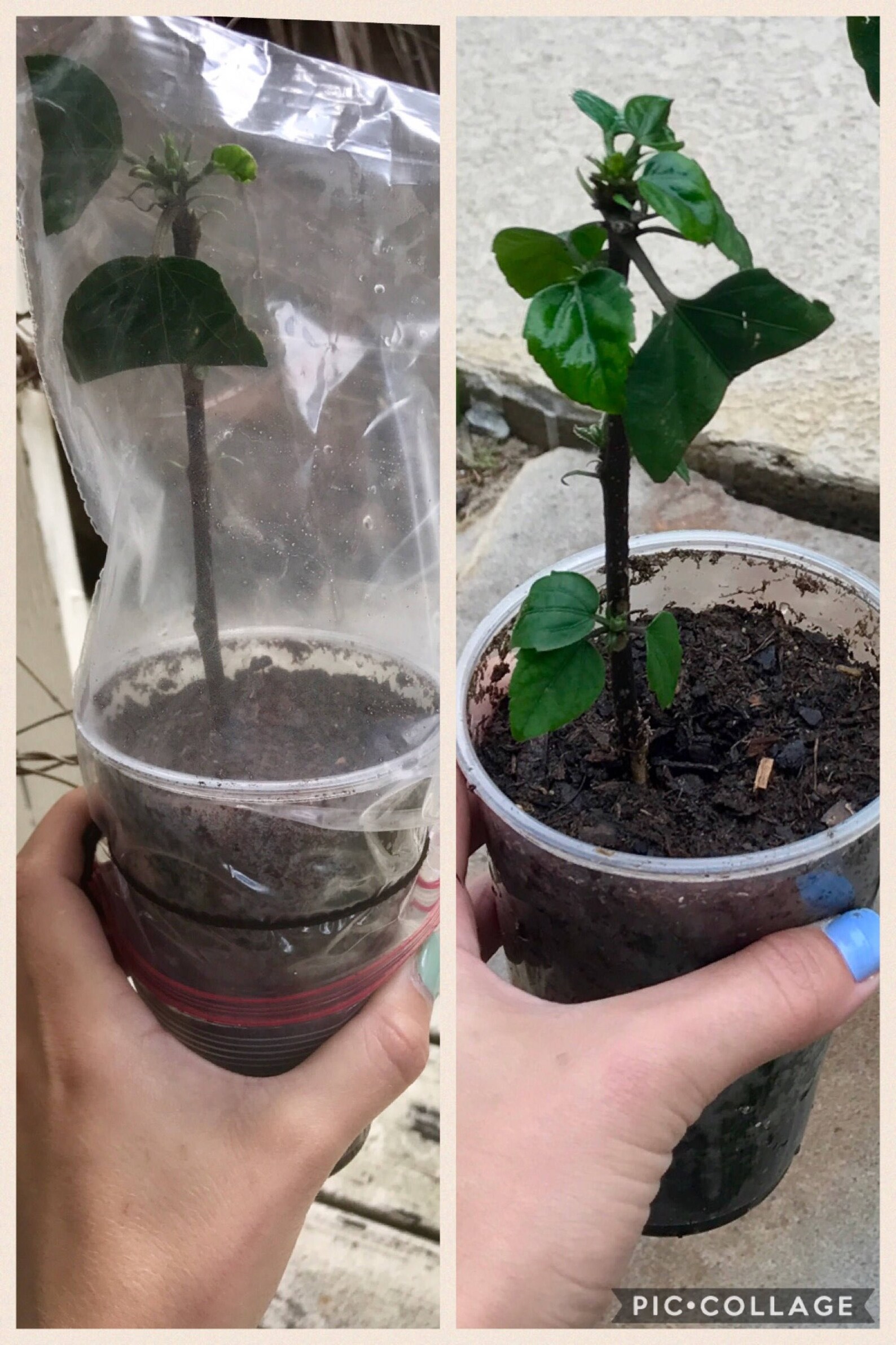 Plant Propagation Kit Instructions for Plant Cuttings - Etsy