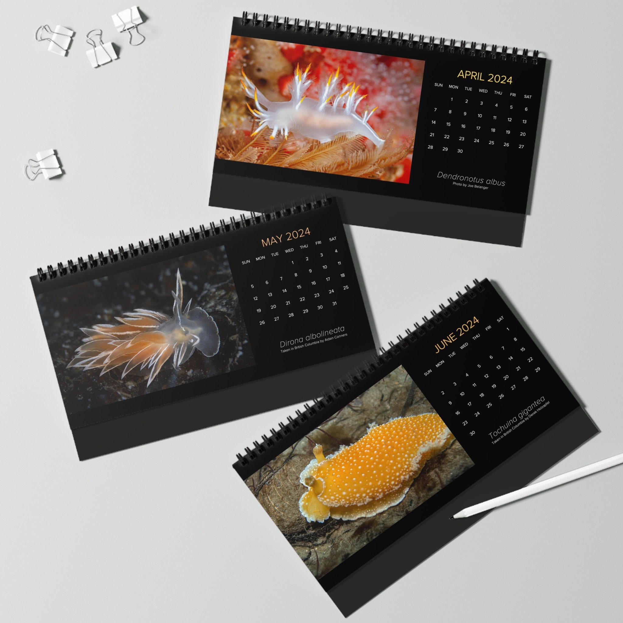 XXX Pacific Northwest NUDI CALENDAR 2024 Pnw Nudibranch & Sea Slug 12 ...