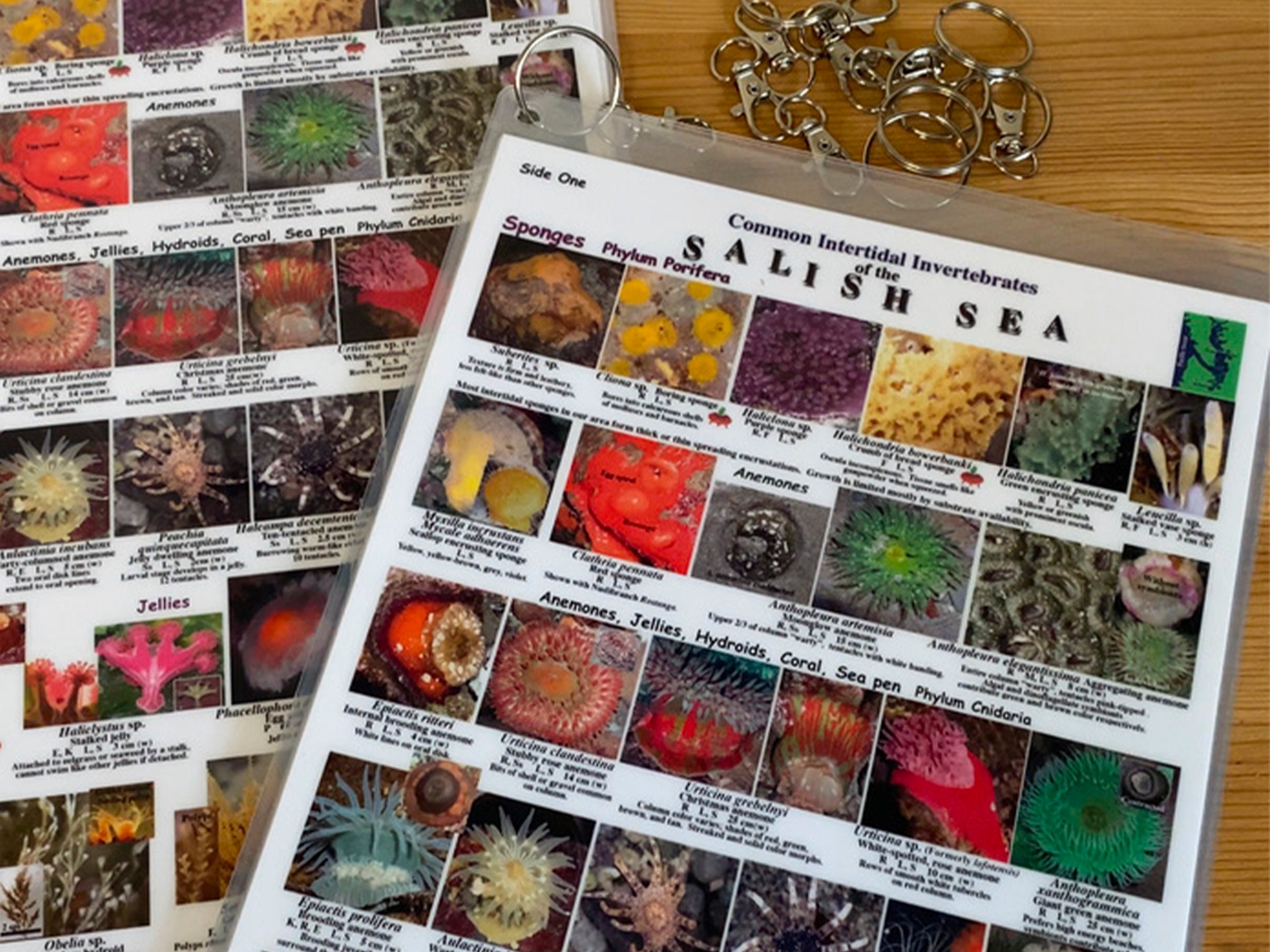 Marine Invertebrates Of The Pacific Northwest