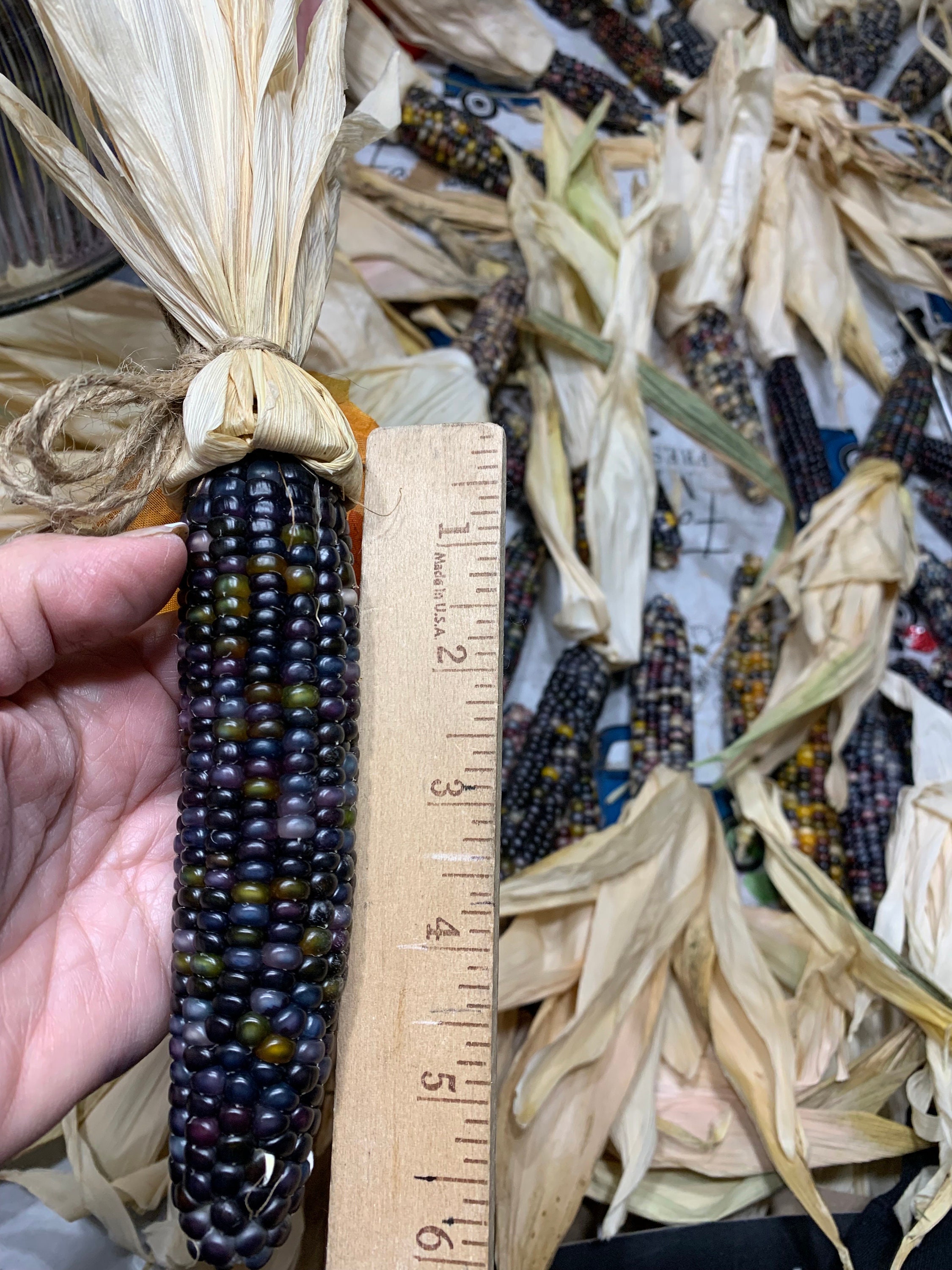 Glass Gem Indian Corn W/ Husks Beautiful Shades of Dark Blues, Light ...