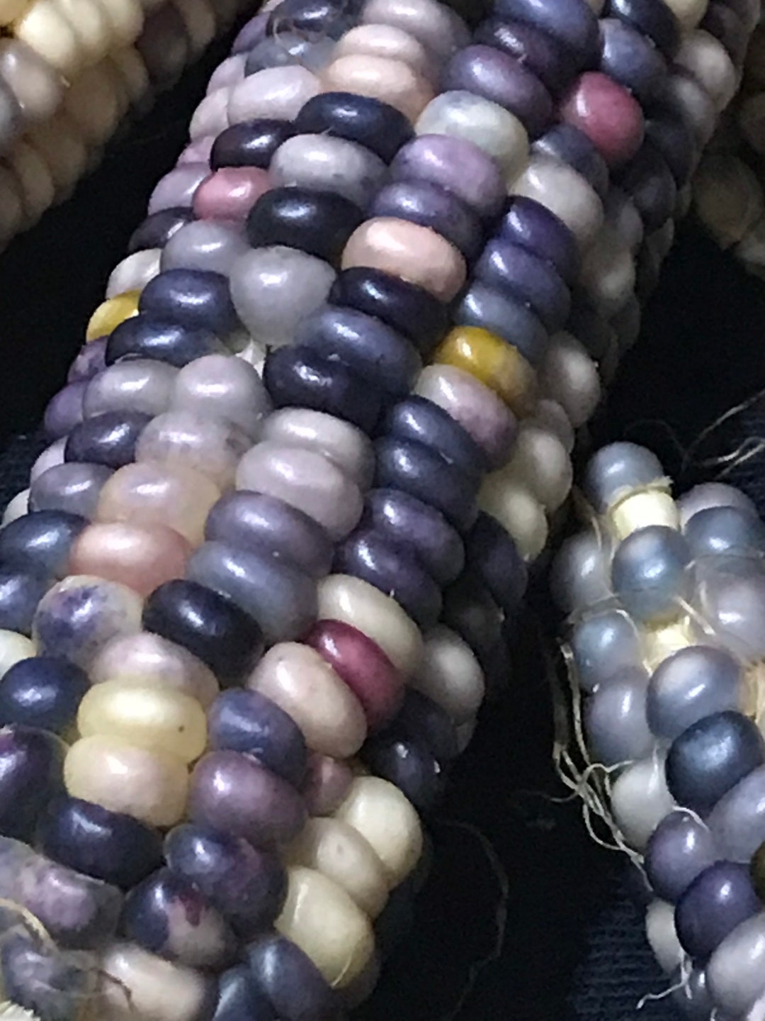 100 Seeds Indian Corn Seeds Multi-colored Heirloom Seeds Cherokee Mini ...