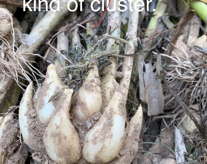 Heirloom Multiplying Onions - 25 “old Timey” - “hard to Find” - Winter ...