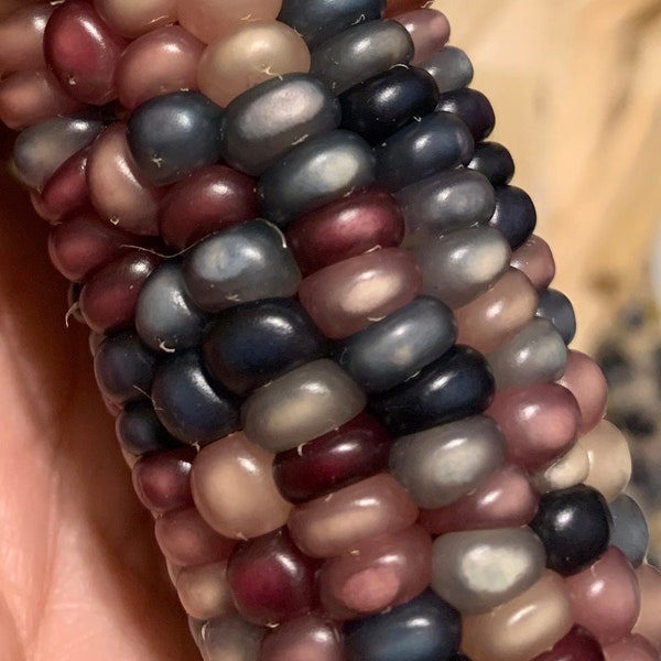 Gem Corn - Etsy