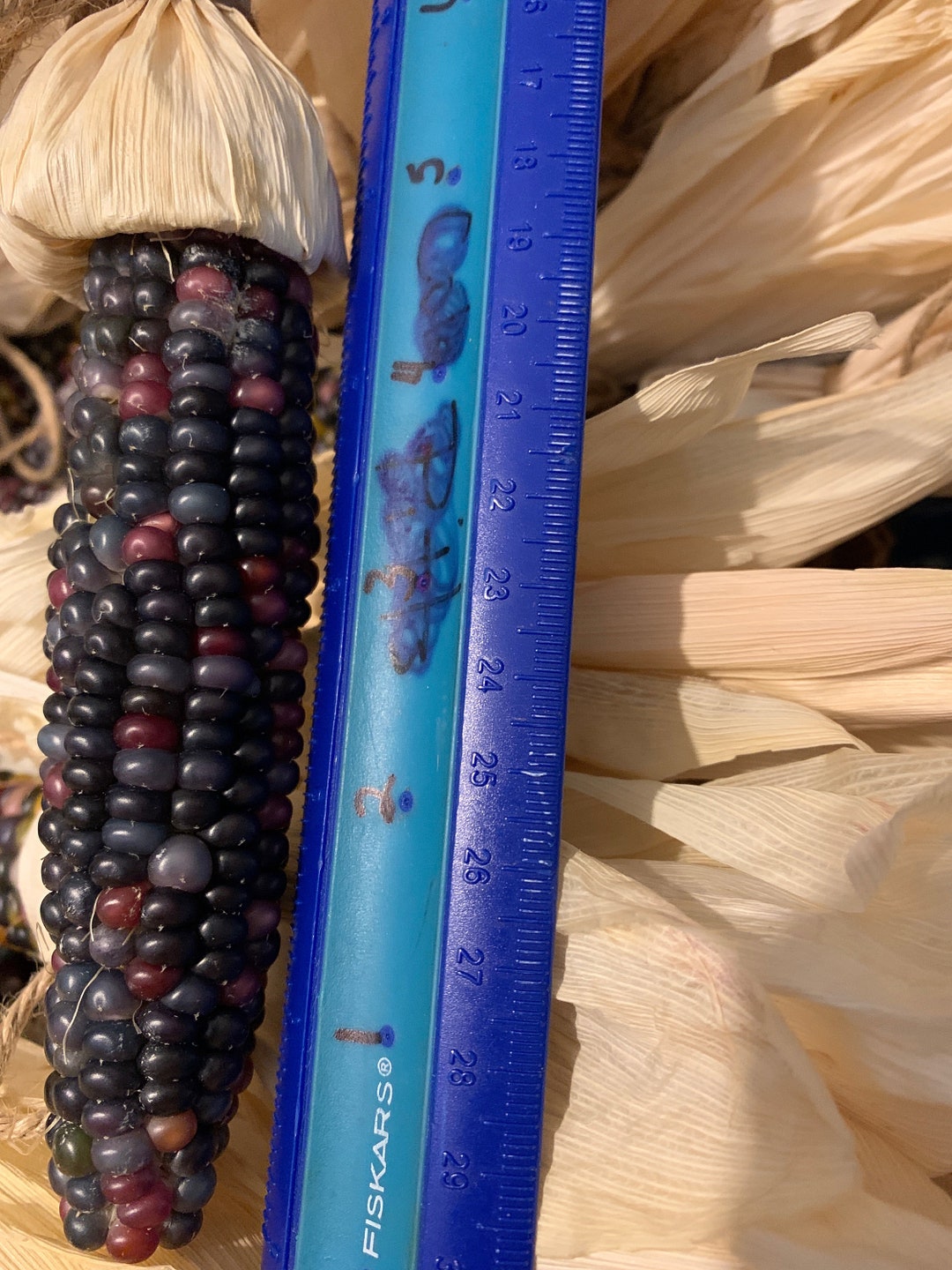 Glass Gem Indian Corn W/husks Shades of Dark Blue, Light Blue, and Pink ...