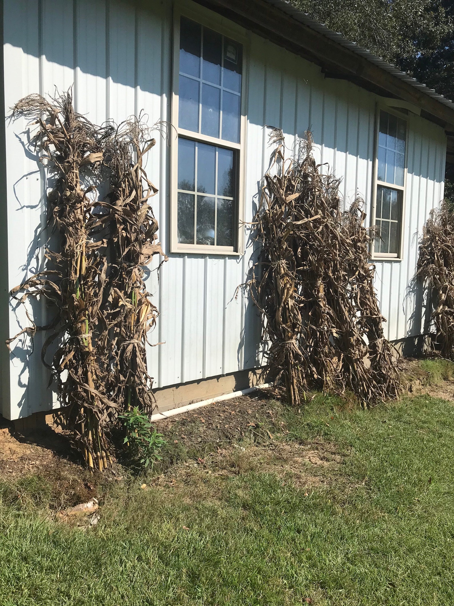 Dried Corn Stalk Bundles 6 7 Tall Etsy