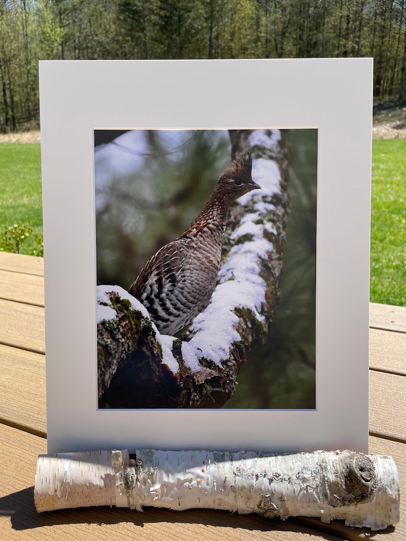Ruffed Grouse Matted Print - Etsy