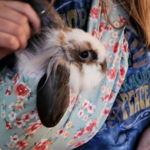 Bunny Sling Carrier | Carry Your House Rabbit | Soft Crossbody Pouch ...