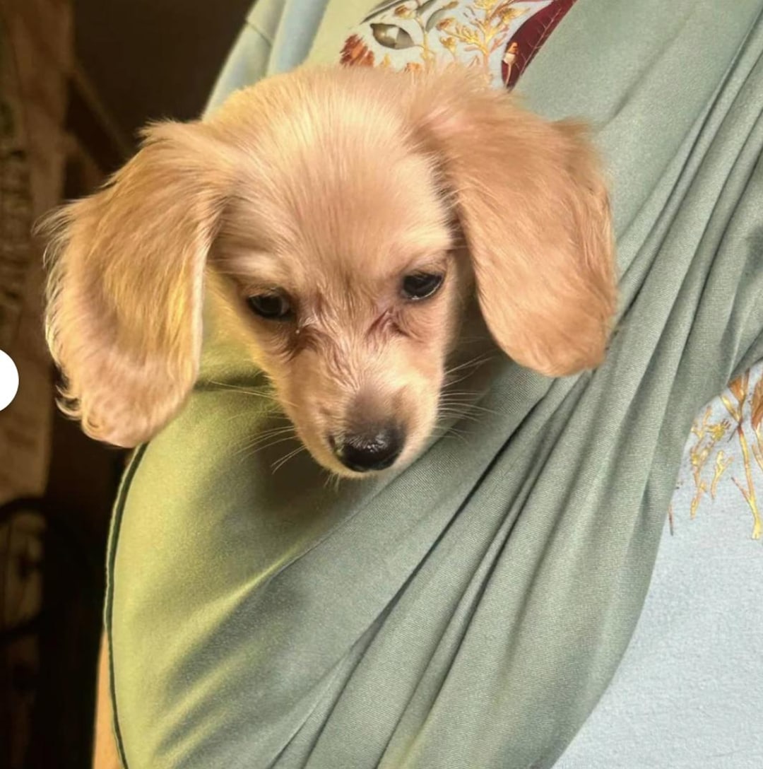 Dog Sling Soft Carrier - Carry Your Puppy, Small Dog, Cat, or Any Small ...