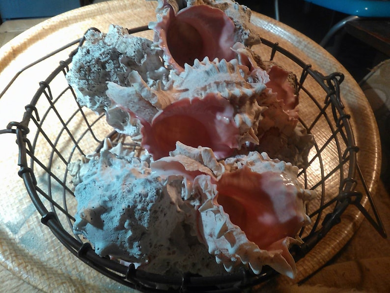 One PINK Pacific Ocean Spiral Shell. Baja 3" - Etsy