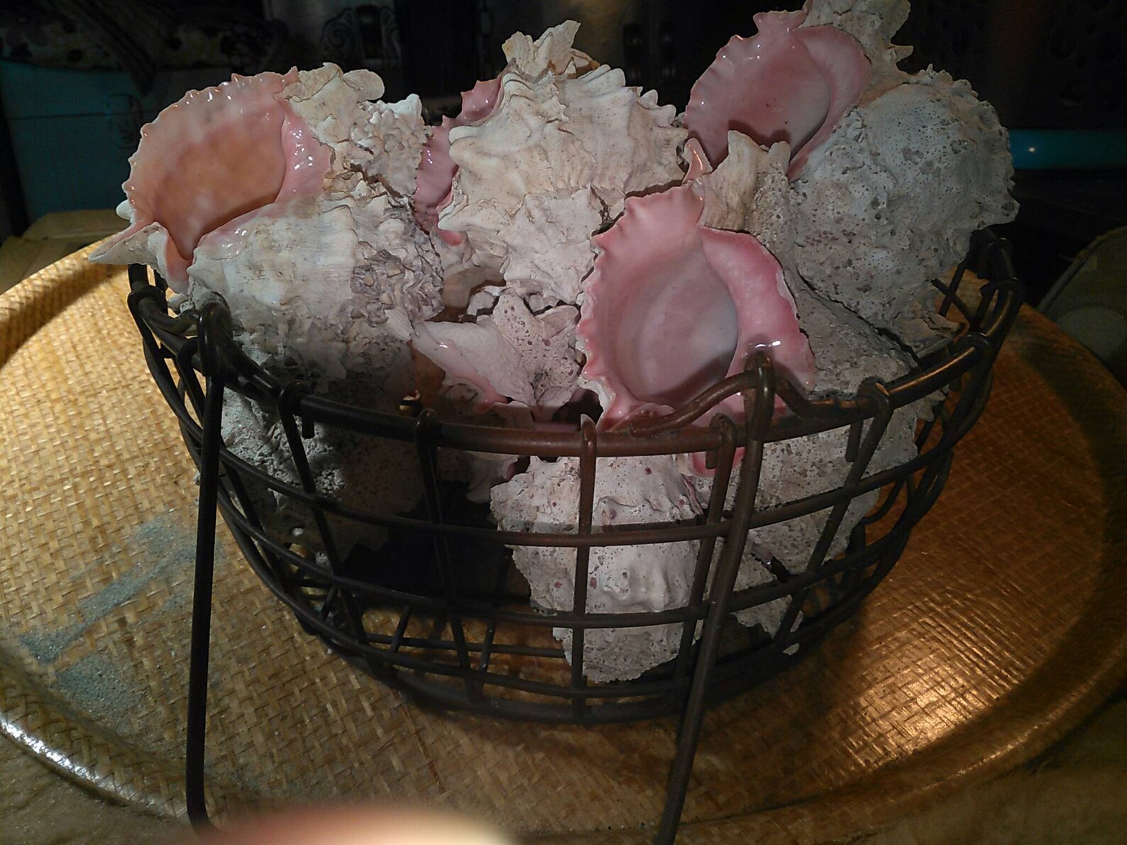 One PINK Pacific Ocean Spiral Shell. Baja 3 - Etsy