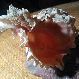 One PINK Pacific Ocean Spiral Shell. Baja 3" - Etsy