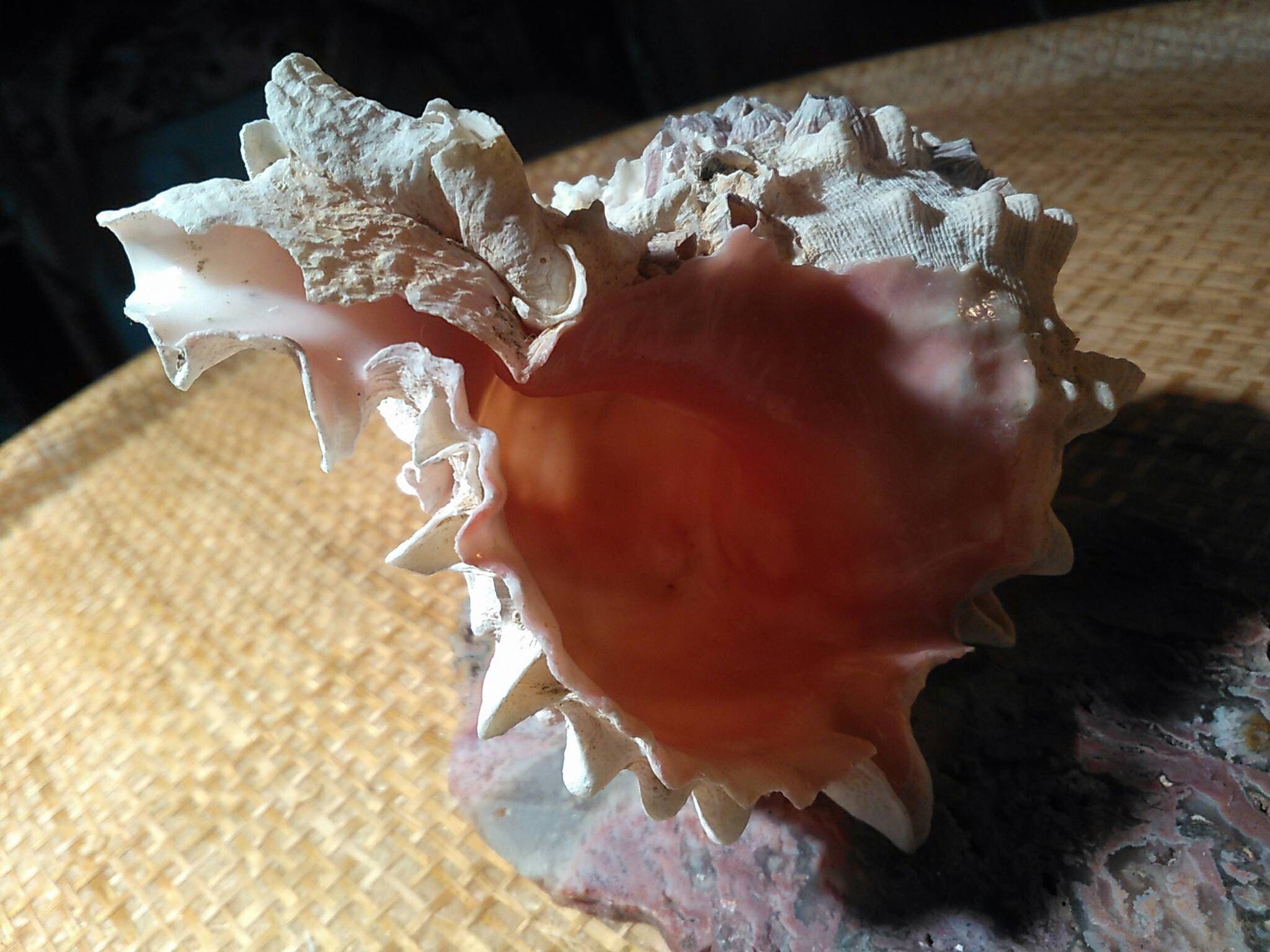 One PINK Pacific Ocean Spiral Shell. Baja 3 - Etsy