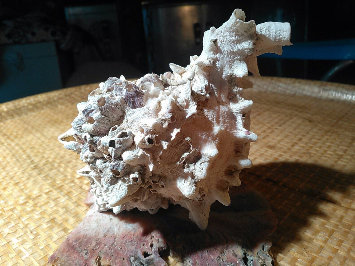 One PINK Pacific Ocean Spiral Shell. Baja 3 - Etsy