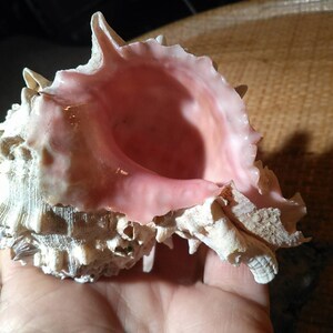 One PINK Pacific Ocean Spiral Shell. Baja 3" - Etsy