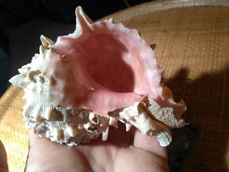 One PINK Pacific Ocean Spiral Shell. Baja 3" - Etsy
