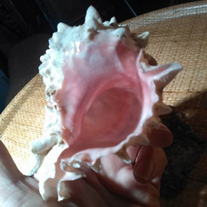One PINK Pacific Ocean Spiral Shell. Baja 3" - Etsy