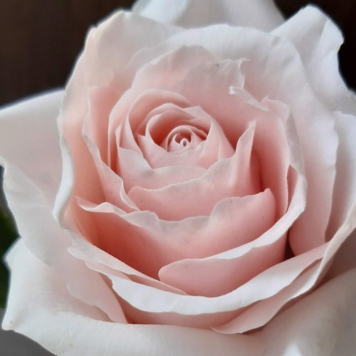 Cold Porcelain Handmade Roses | Etsy