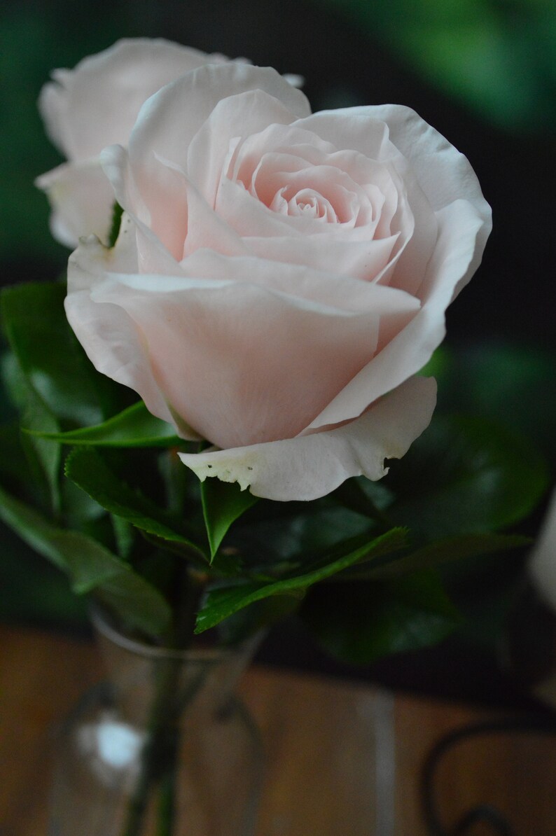 Cold Porcelain Handmade Roses | Etsy