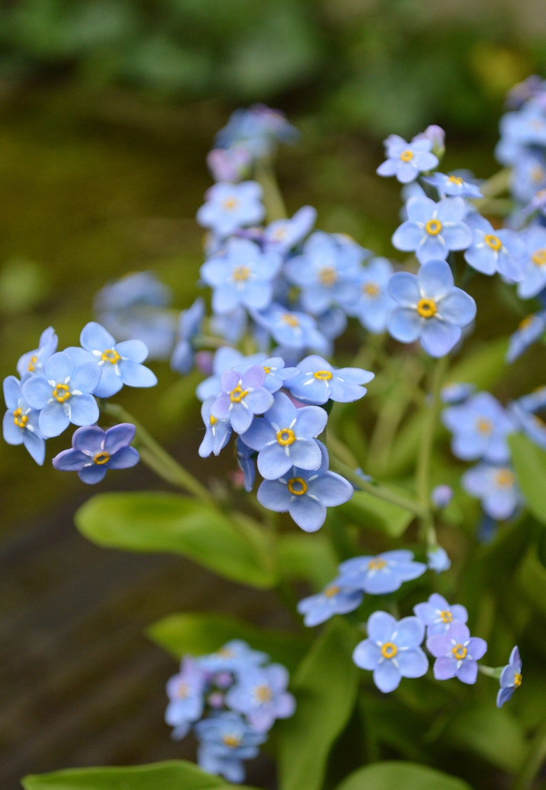 Forget-me-not Flowers Made of Floristic Polymer Clay. Realistic Flowers ...