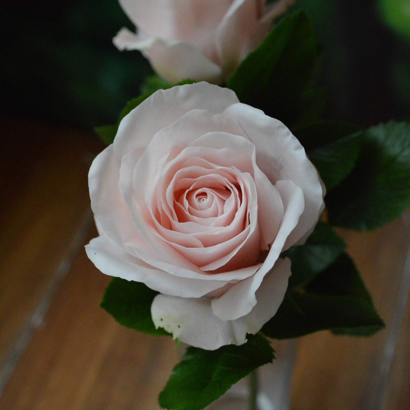 Cold Porcelain Handmade Roses | Etsy