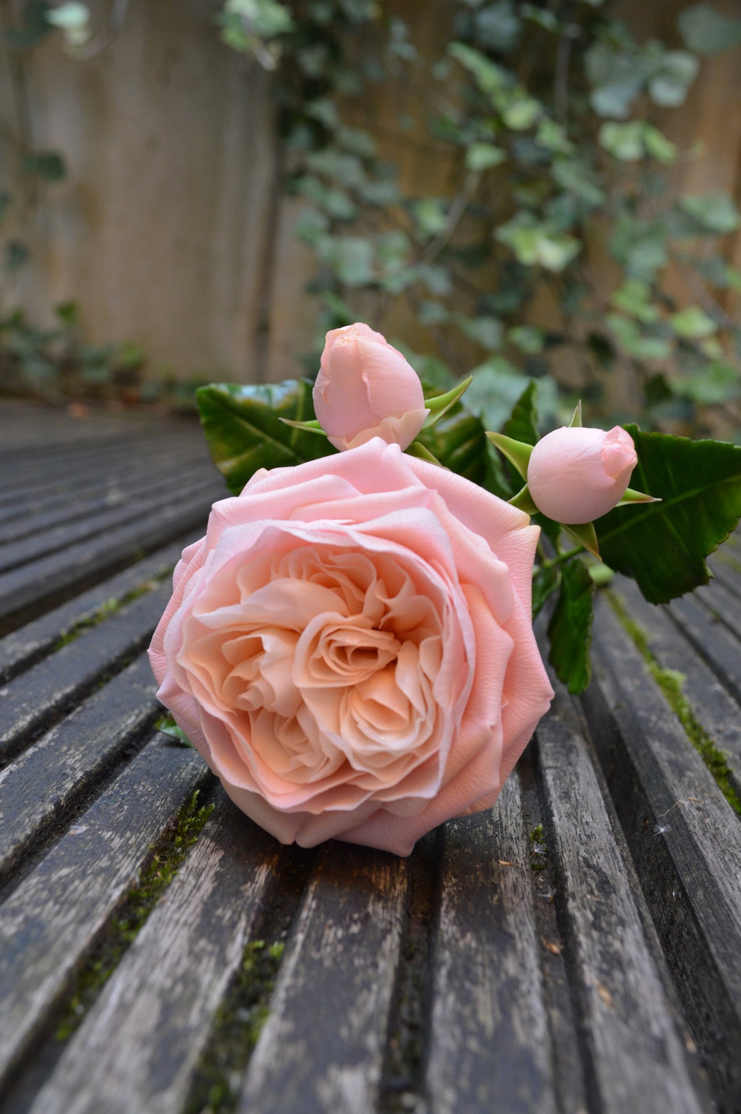 Cold Porcelain Handmade Roses - Etsy