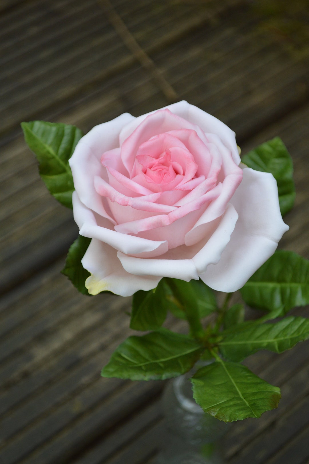 Cold Porcelain Handmade Roses - Etsy