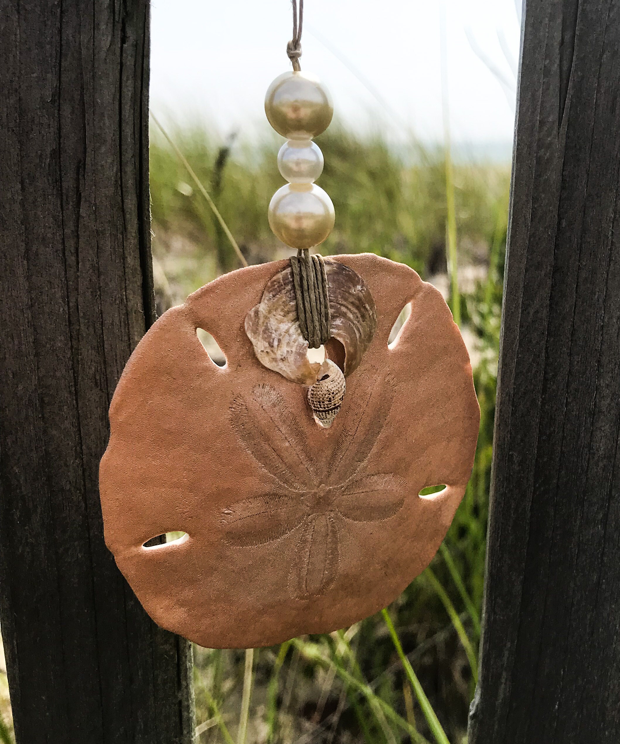 Dólar de arena de bronce con detalle de concha - Etsy España