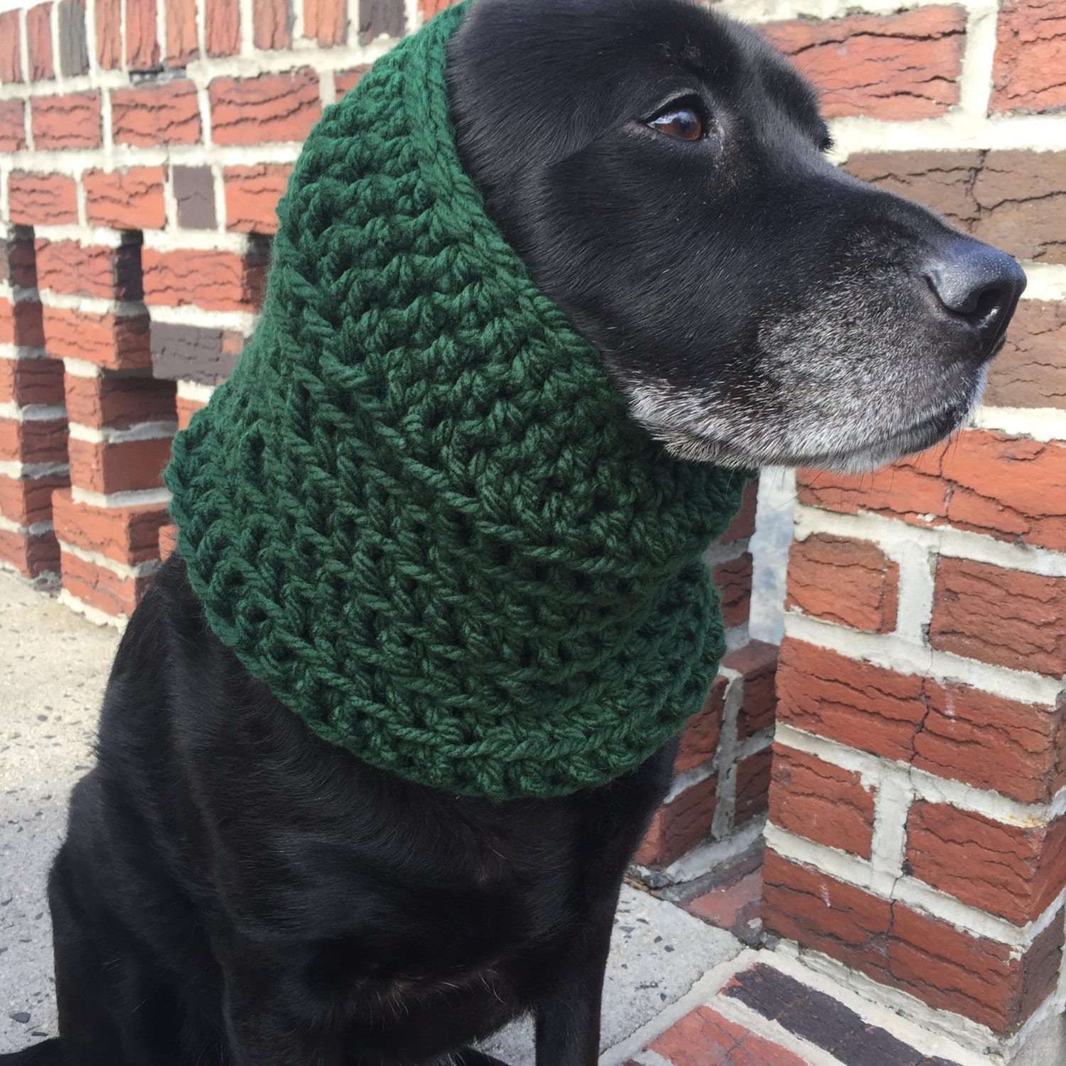 Dog Snood Green Dog Snood Dog Scarf Crocheted Dog Scarf | Etsy