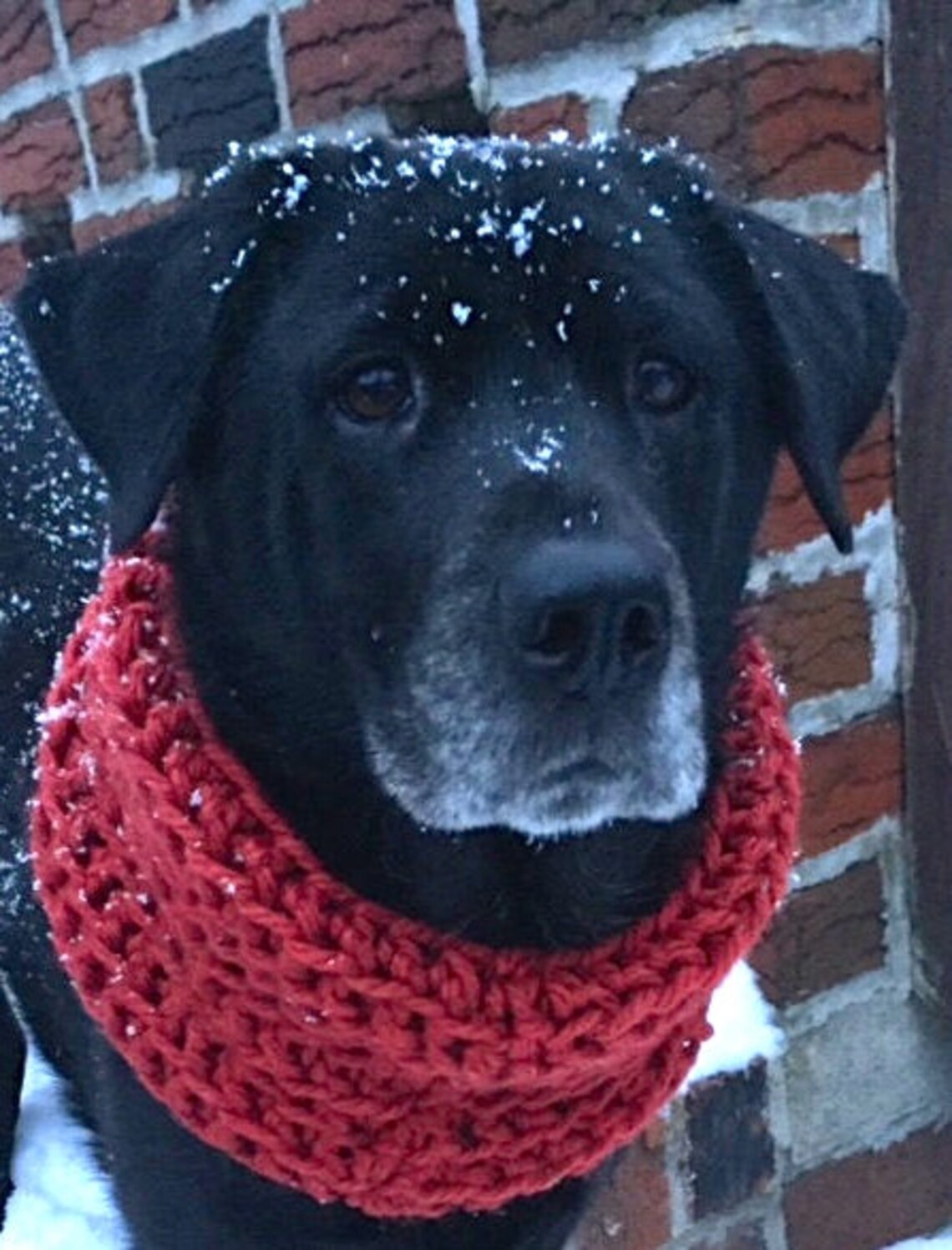 Dog Snood Red The Clifford Dog Snood Dog Scarf | Etsy