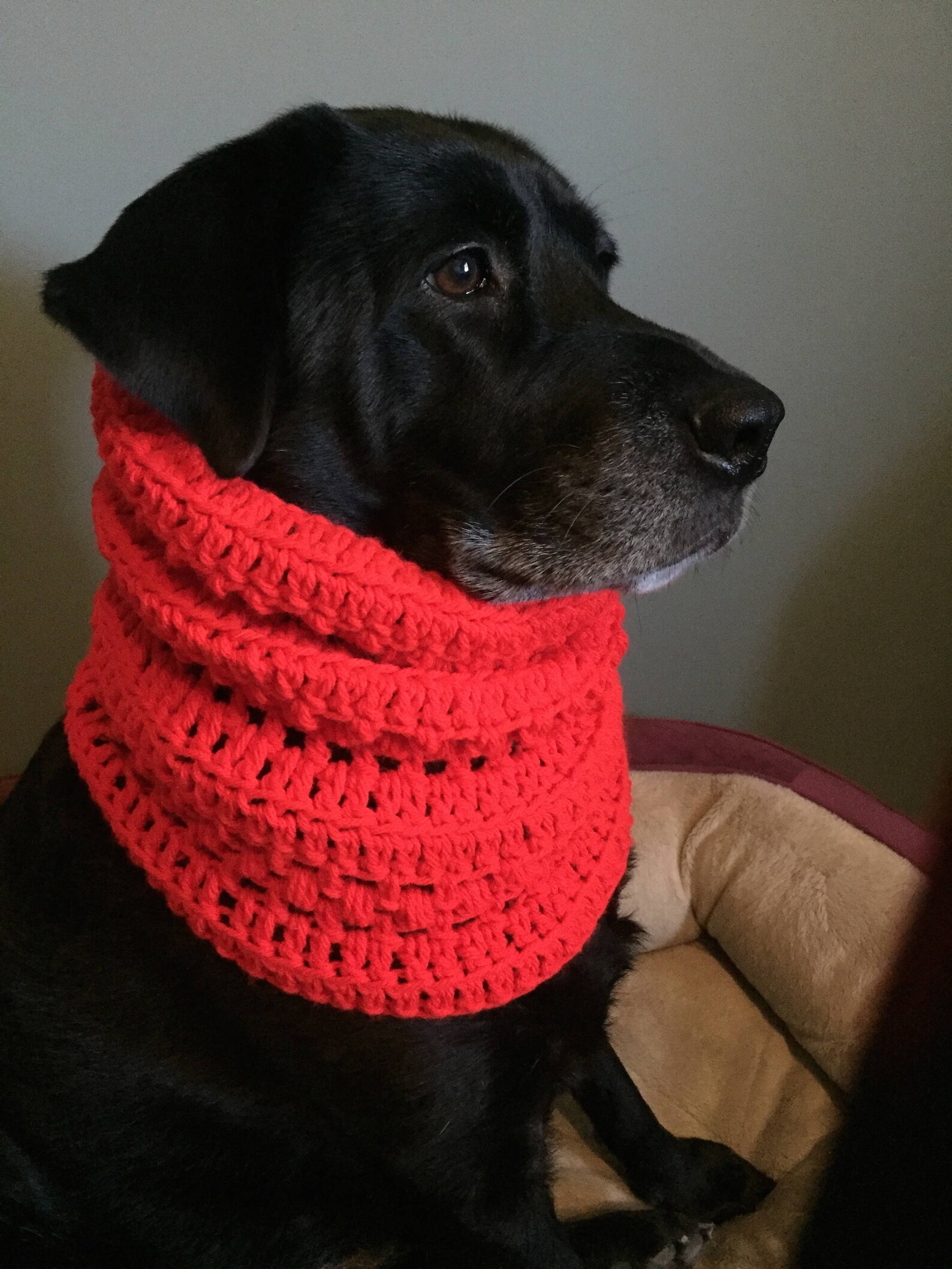 Red Dog Snood Pattern Dog Scarf Pattern Dog Snood Pattern - Etsy