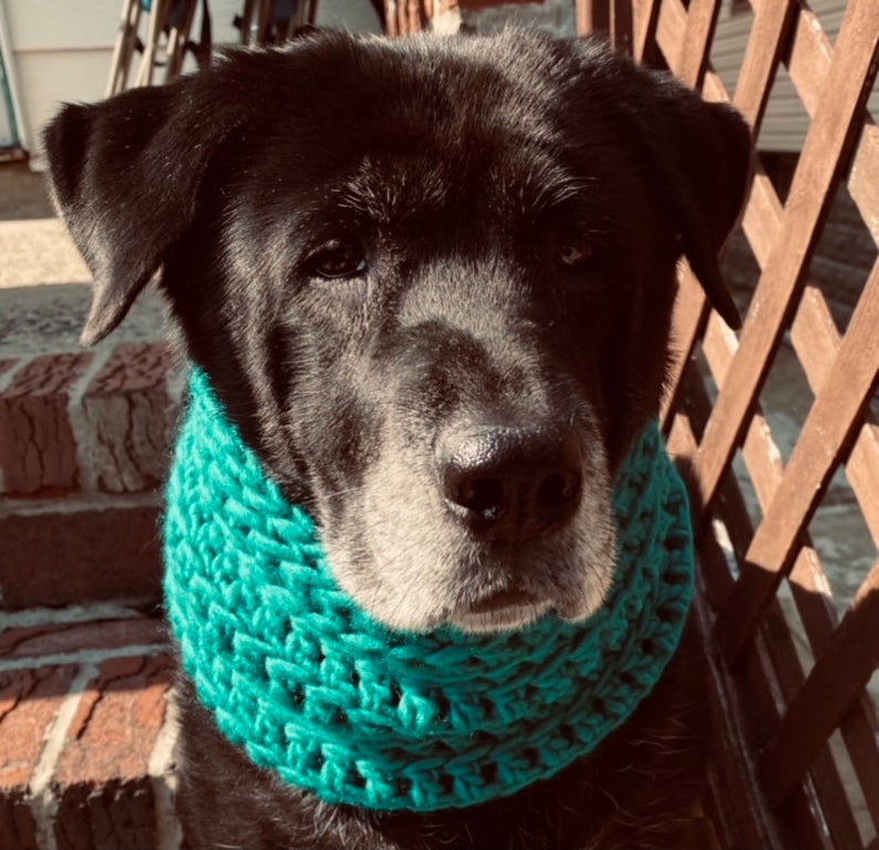 Dog Snood Pattern / Raised Dog Scarf Pattern / Dog Snood - Etsy