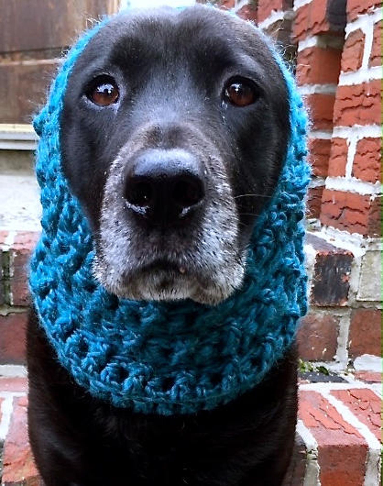 Dog Snood Pattern Dog Scarf Pattern Dog Snood Pattern - Etsy