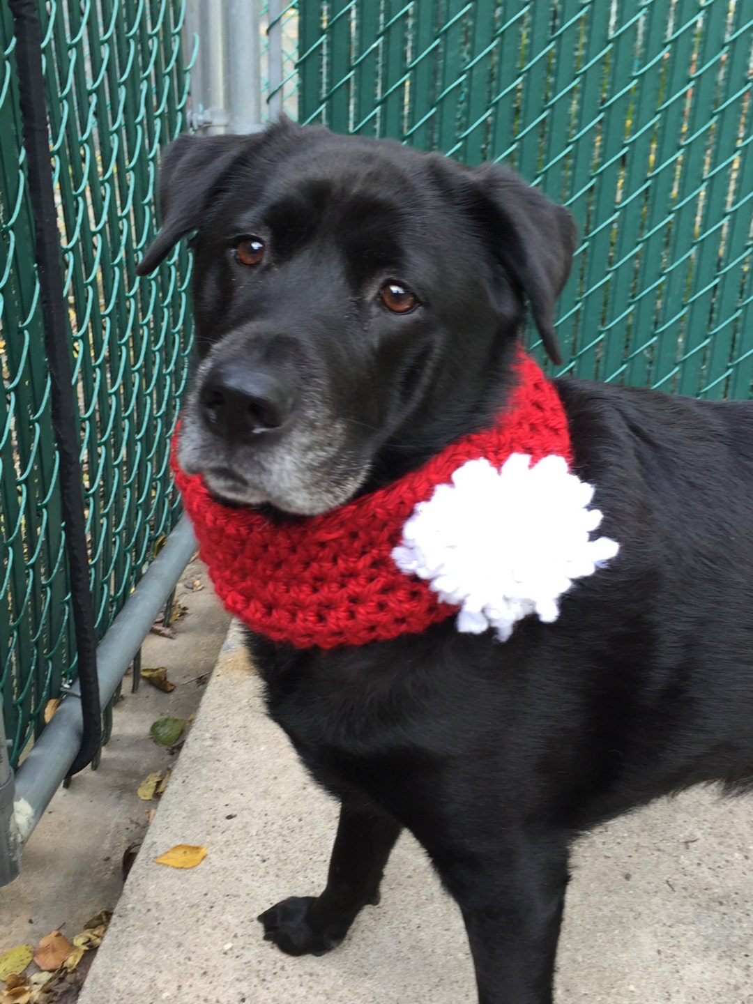 Dog Scarf — the "scarlet Puppy" Dog Scarf — Red Dog Scarf — Dog Scarf ...
