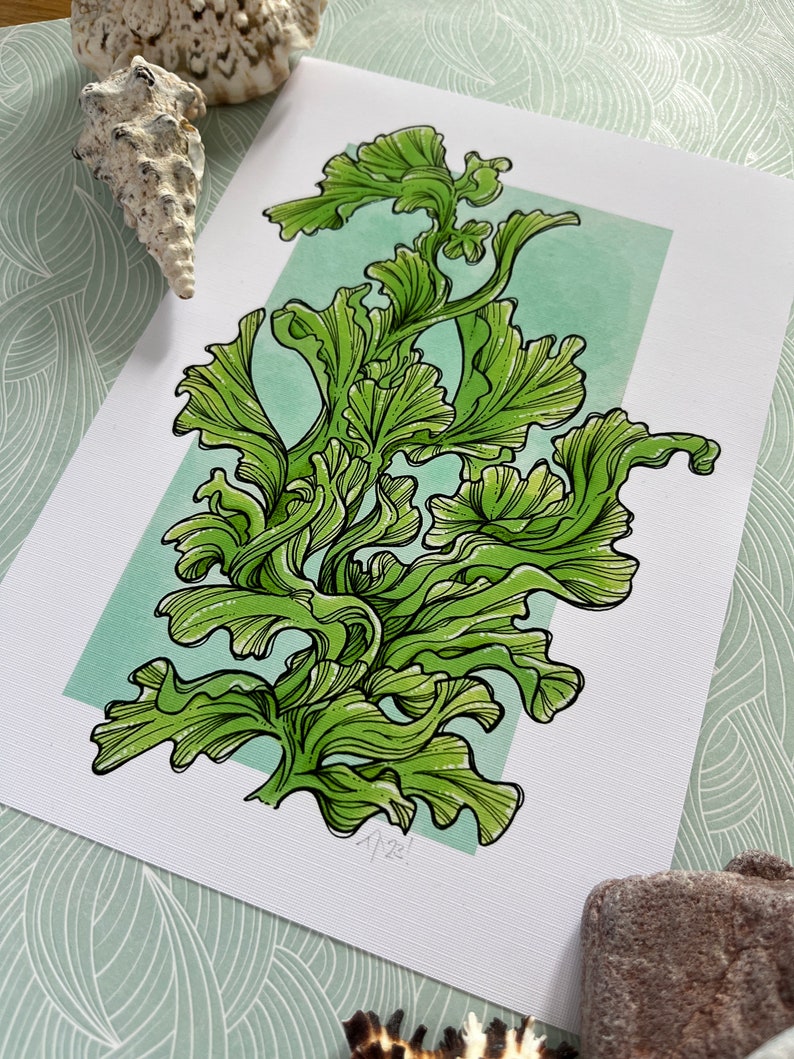 Sea Lettuce Seaweed Art Print A5 Art Print Botanical Art - Etsy