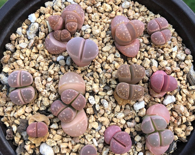 Mixed Colorful Lithops (whole Pot) - Etsy