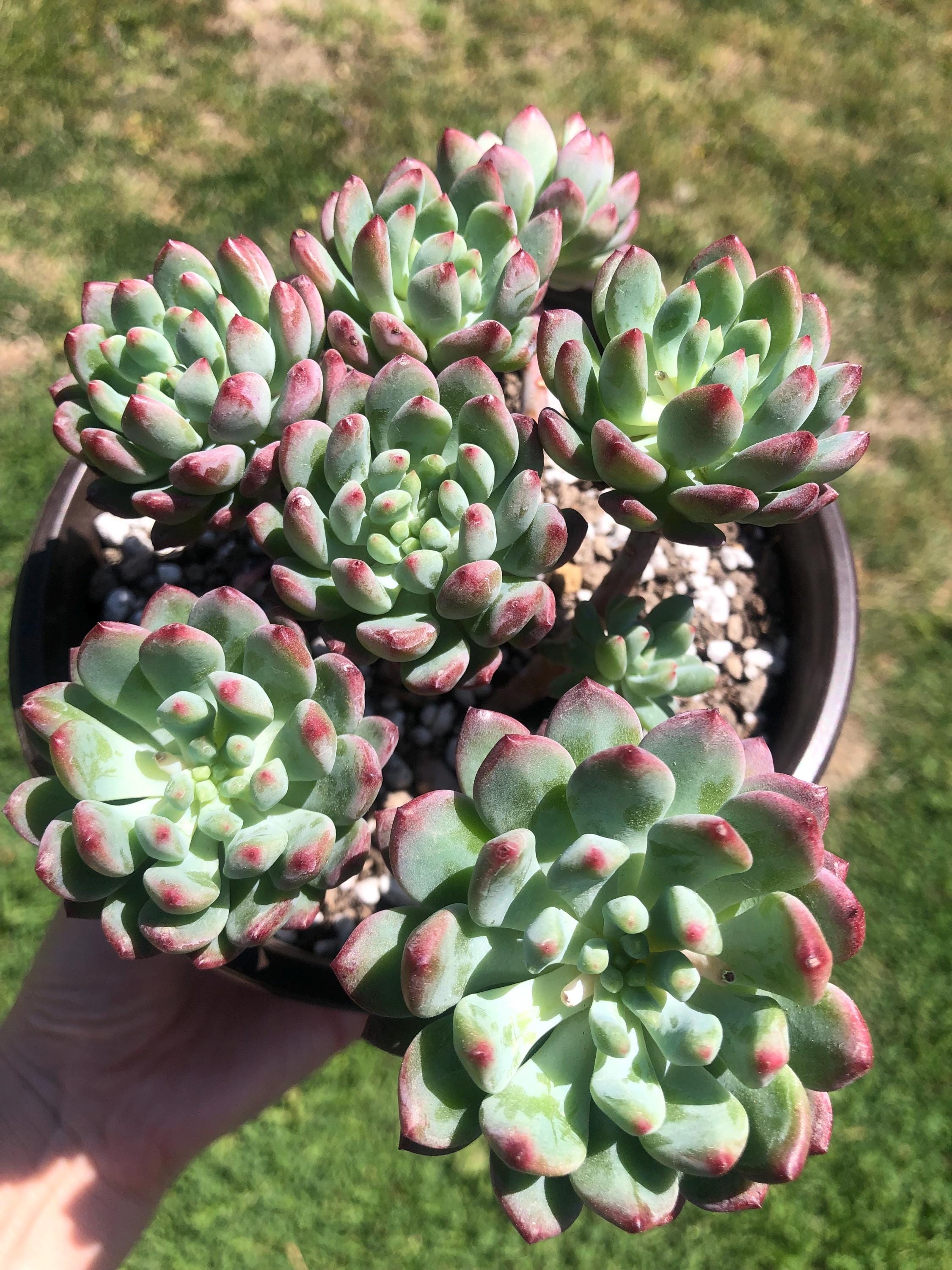 Echeveria Blue Elf Cluster, Imported From Korea - Etsy