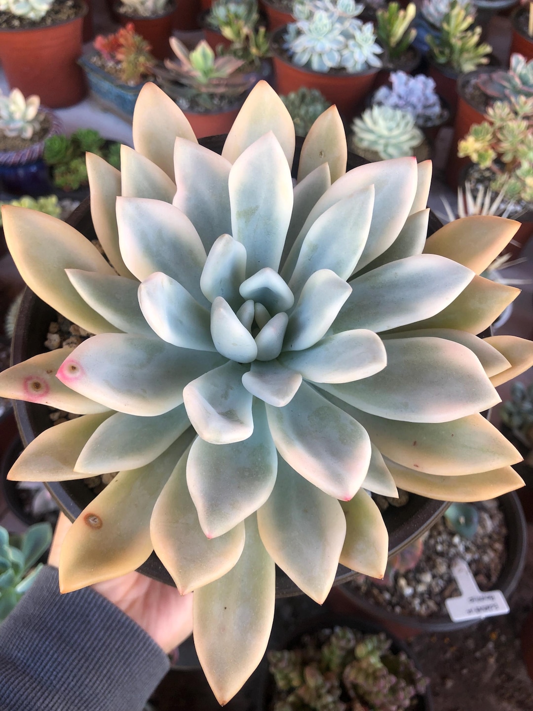 Graptopetalum Opalina Variegated, Imported From Korea - Etsy