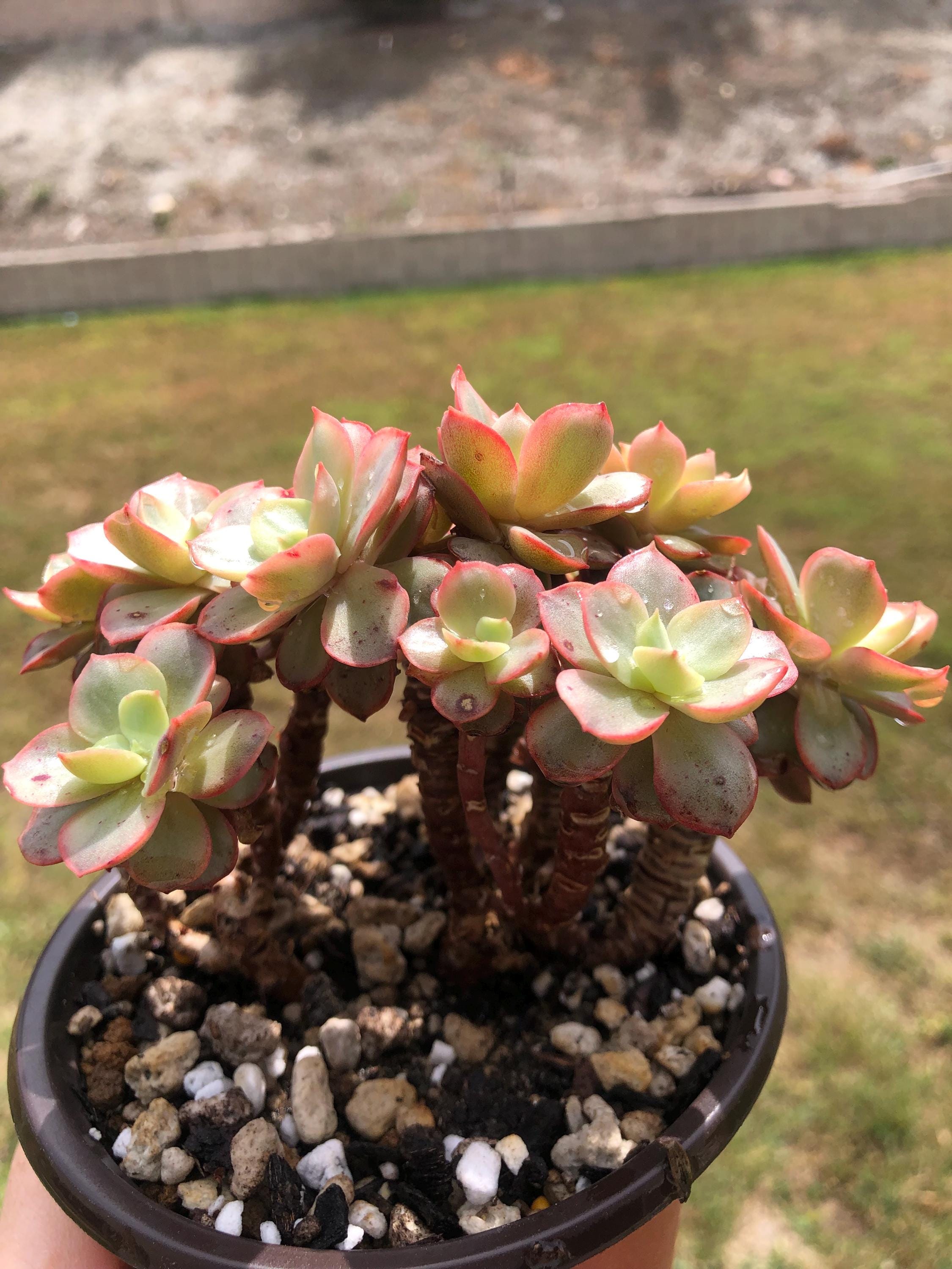Echeveria Suyon Variegated Cluster, Imported From Korea - Etsy