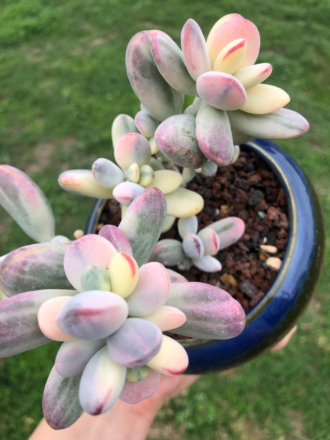 Cotyledon Orbiculata Variegated Cluster Succulent, Imported From Korea ...
