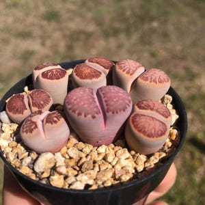 Mixed Colorful Lithops (whole Pot) - Etsy
