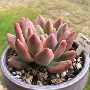 Graptoveria Opalina Variegated Succulent, Imported From Korea - Etsy