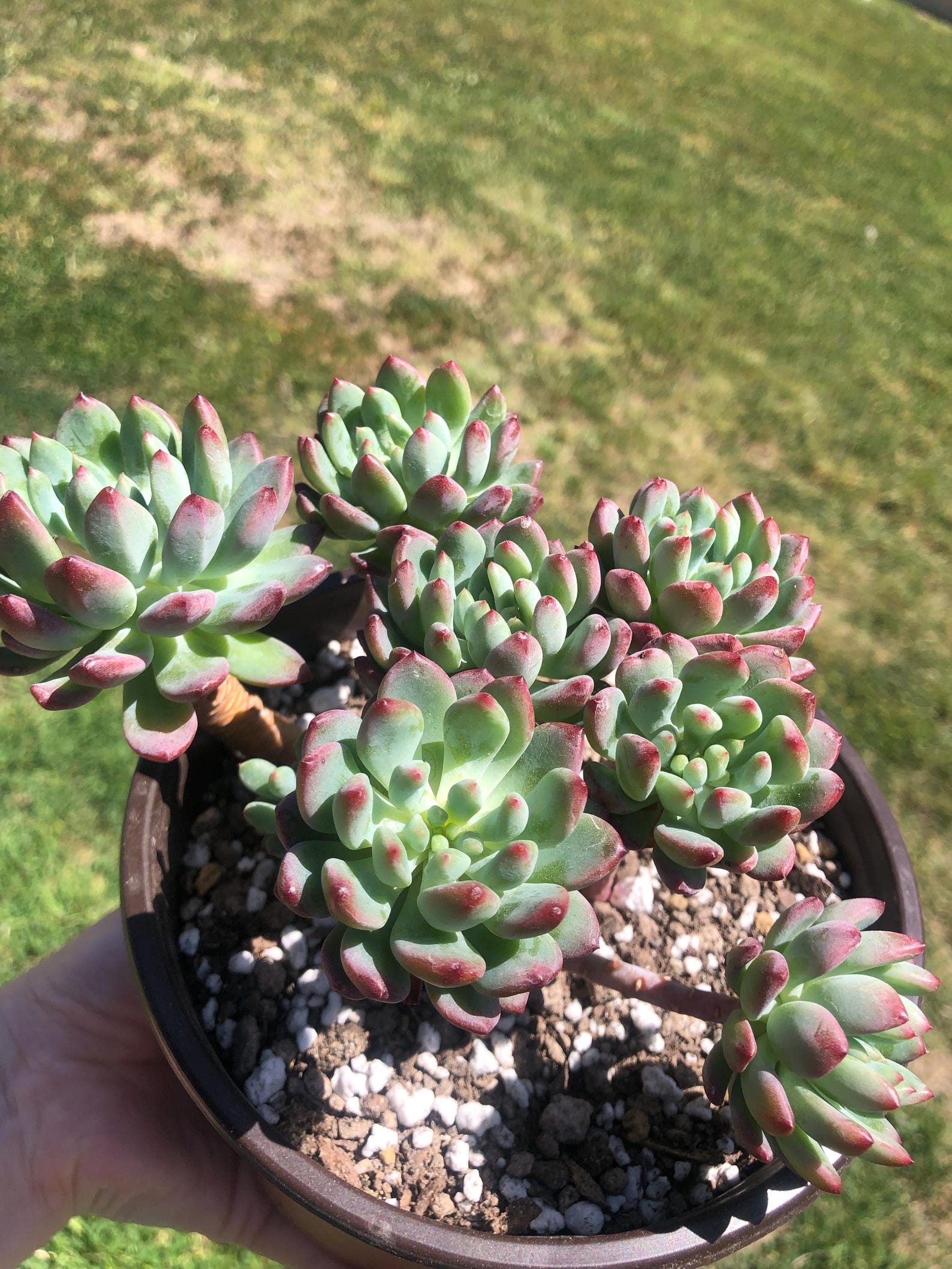 Echeveria Blue Elf Cluster, Imported From Korea - Etsy