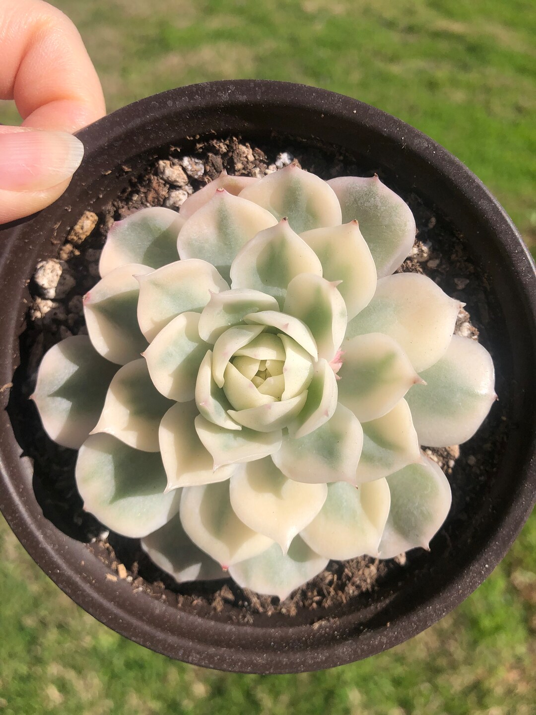 Echeveria Cv Onslow Variegated Succulent, Imported From Korea - Etsy Echeveria Cv Onslow Variegated Succulent, Imported From Korea - Etsy