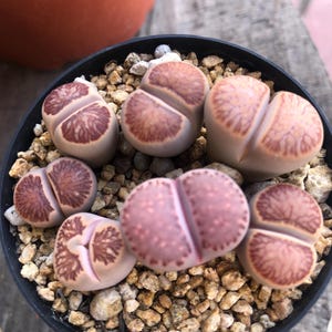 Mixed Colorful Lithops (whole Pot) - Etsy