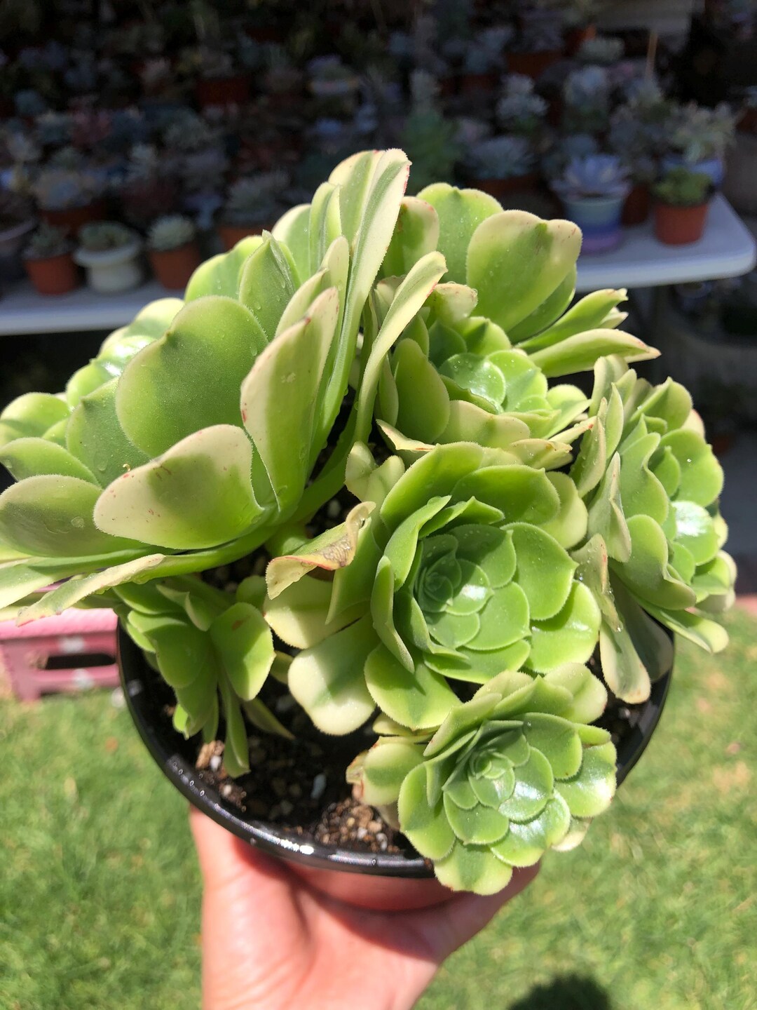Aeonium Green Medusa Variegated Cluster, Imported From Korea - Etsy