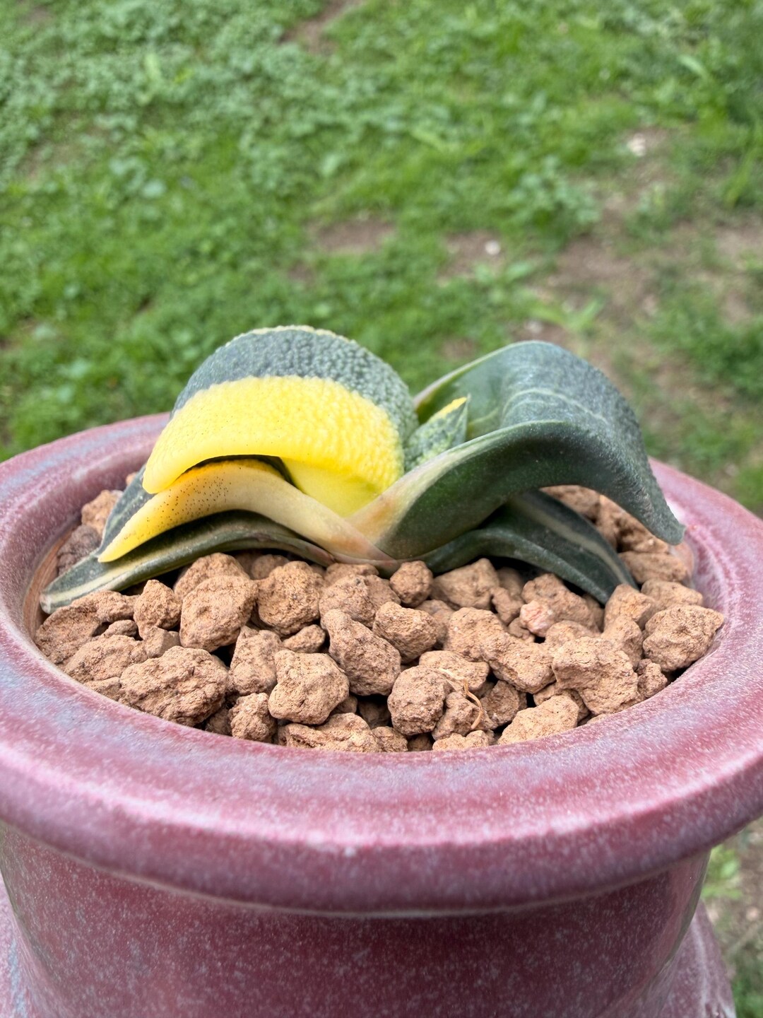 Haworthia Cow Good Variegated, Imported From Korea - Etsy