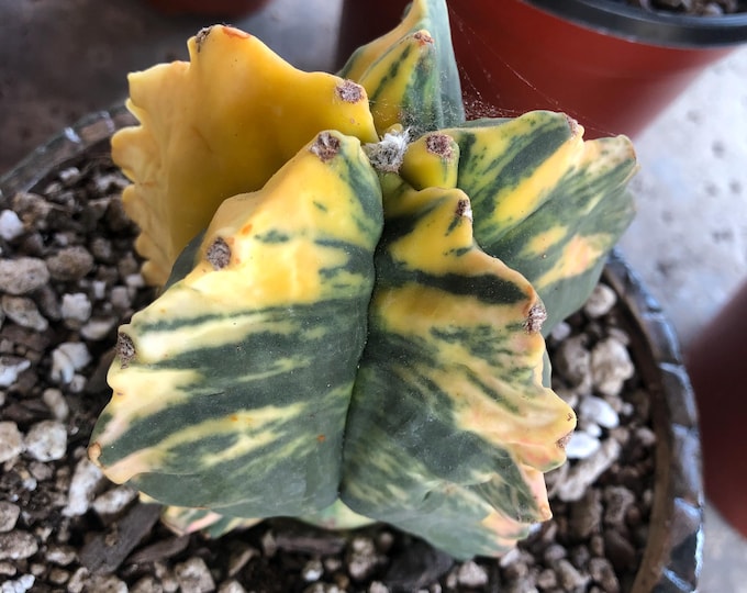 Rare Cactus Variegated With Some Baby Roots - Etsy